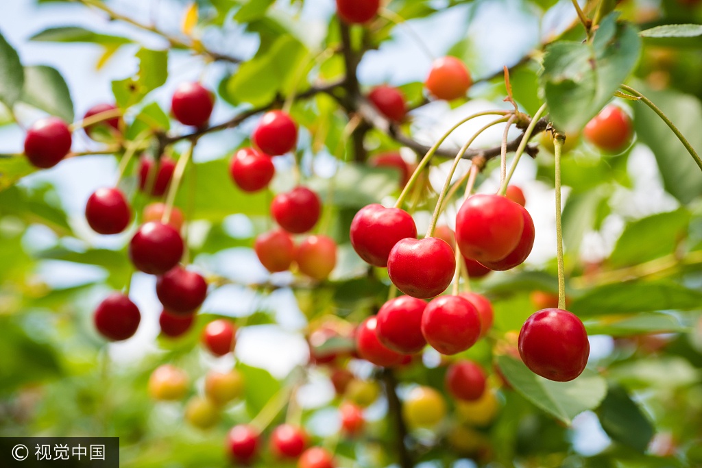 Pick Cherries in Beijing