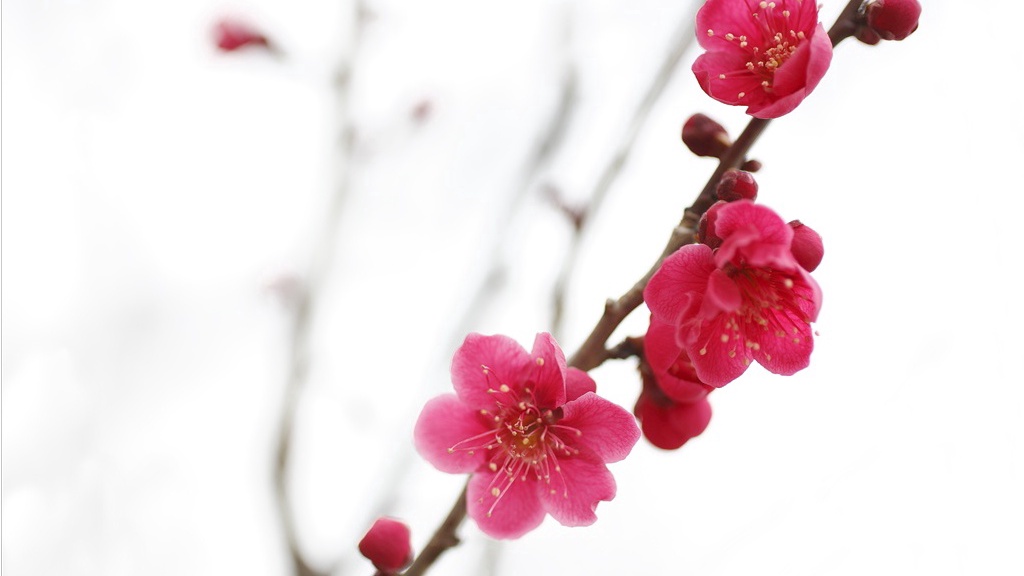 Six popular auspicious plants in Chinese painting - Plum Blossoms