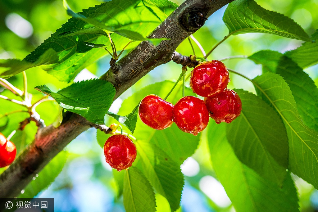 Pick Cherries in Beijing