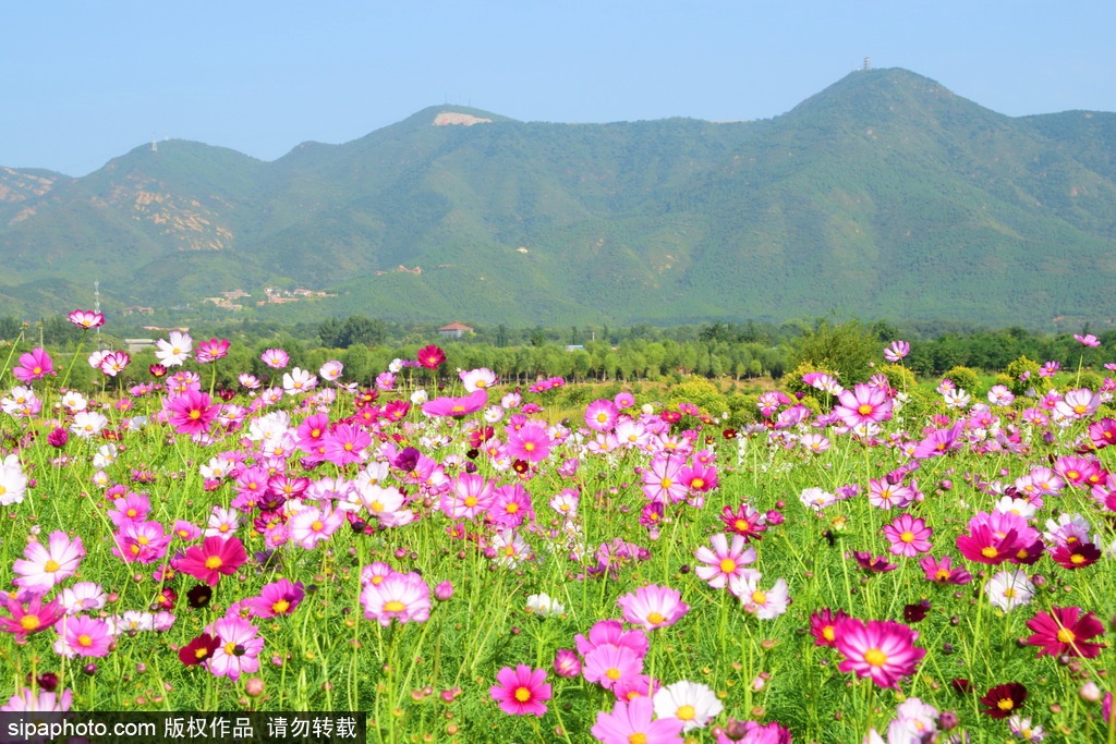 Where to Go in Autumn: Flowers Garden in Changping