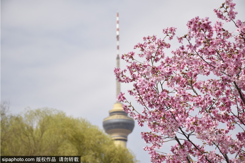 Yuyuantan Park Embraces 30th Cherry Blossom Season