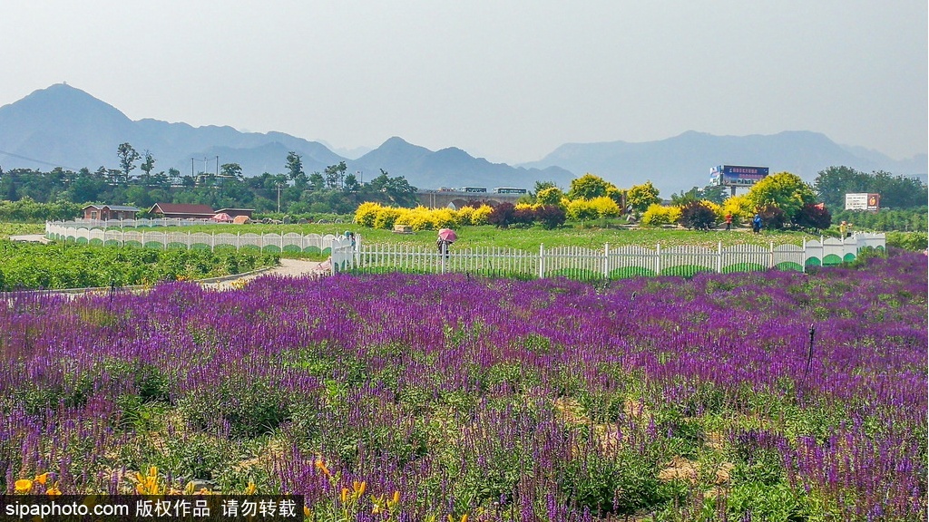 Qikong Bridge Flower Sea Embraces Best Visiting Time