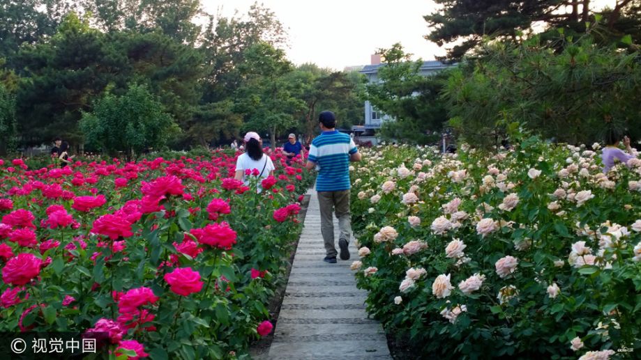 9th China Rose Cultural Festival Kicks off in Beijing