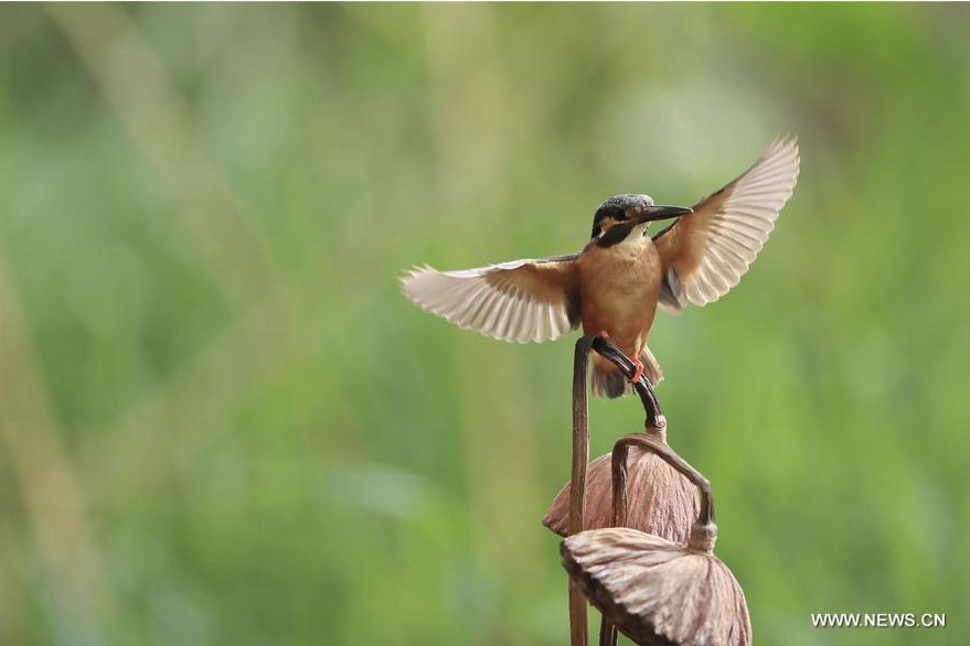 Bird catches fish in Beijing