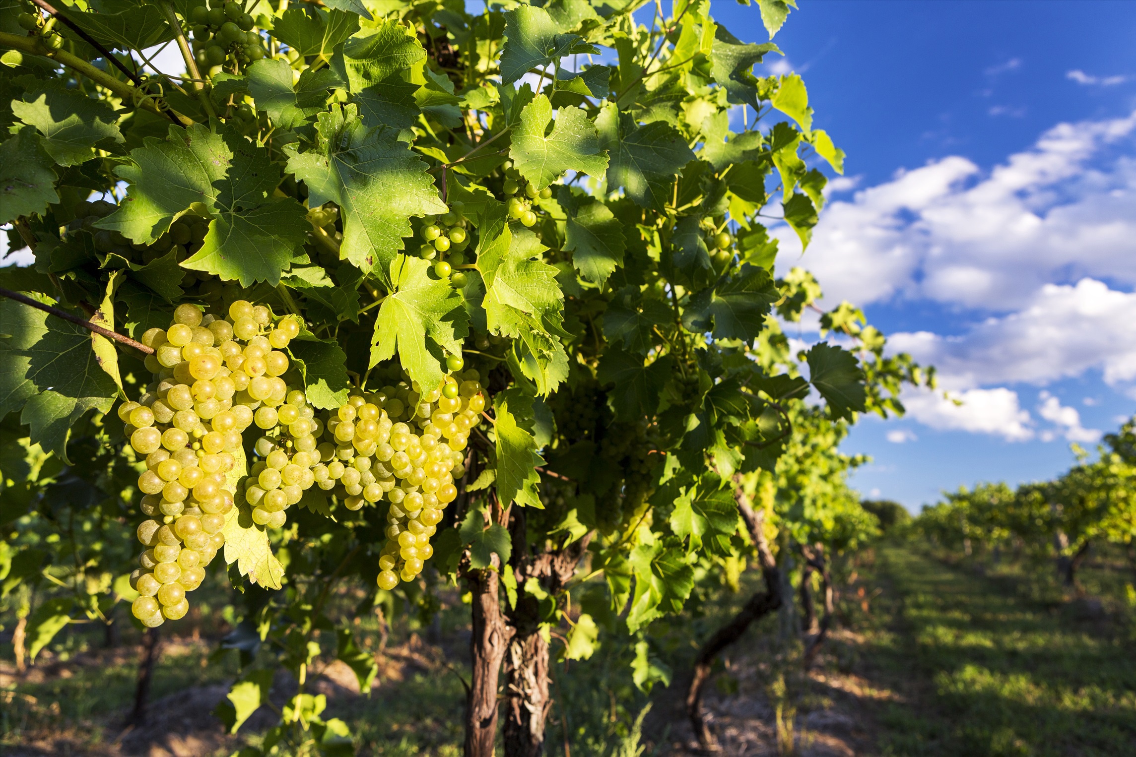 Grapes Waiting for You in Miyun