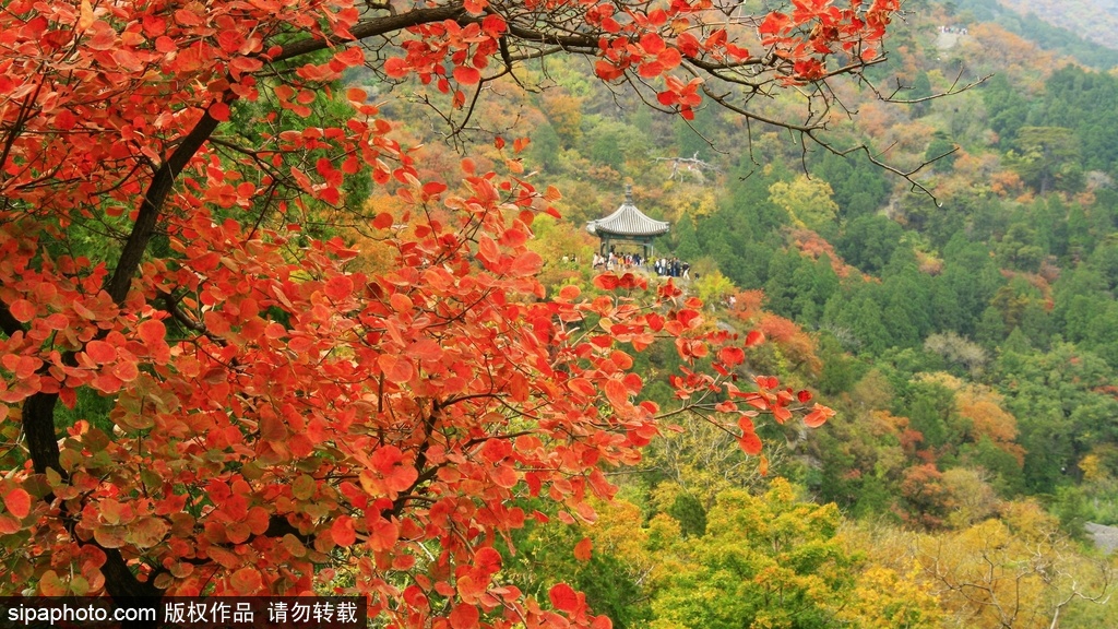 Admire Wonderful Autumn Scenery in Parks in Haidian District