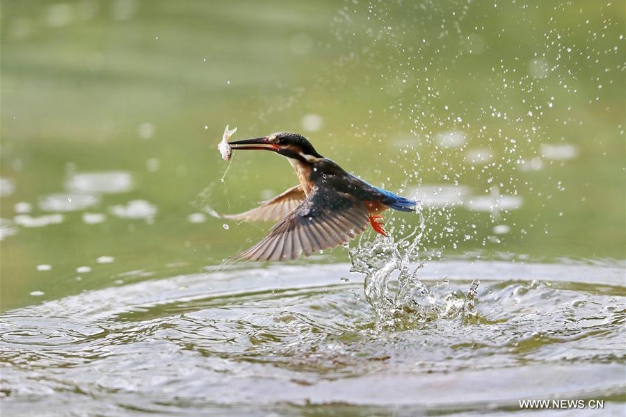 Bird catches fish in Beijing