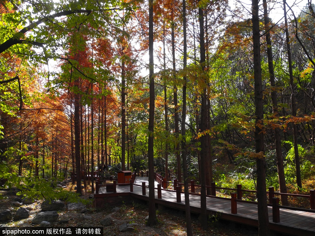 An Autumn Tour of Red Leaves Scenery at Haidian District