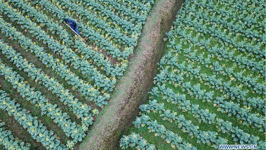 Farm work begins across China after Jingzhe
