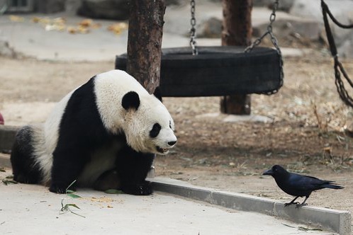 Time for a crow-down